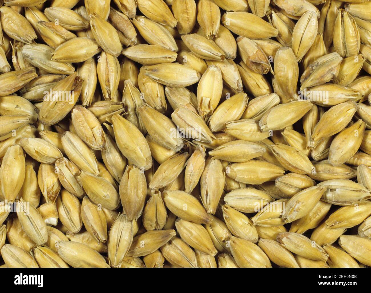 Process of malting barley seed to produce malt stage 7. Barley seed fin ...
