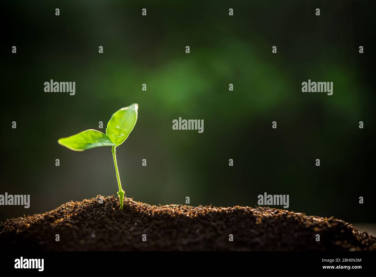 The Sapling are growing from the soil with sunlight Stock Photo - Alamy