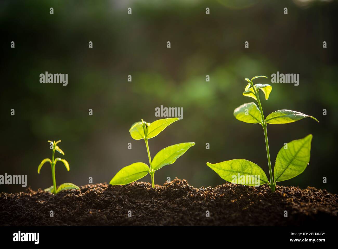 The Sapling are growing from the soil with sunlight Stock Photo - Alamy