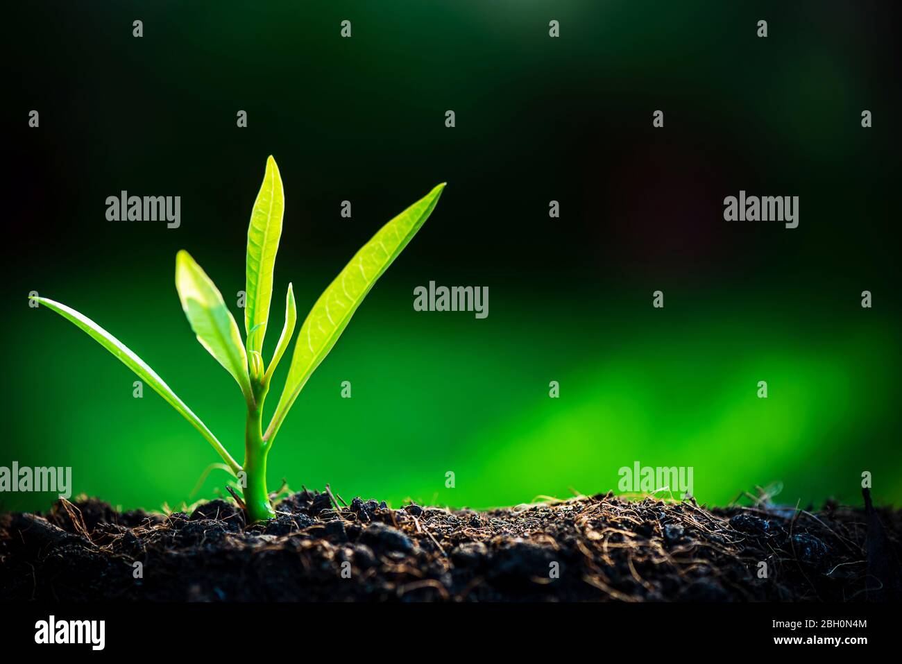 The Sapling are growing from the soil with sunlight Stock Photo - Alamy