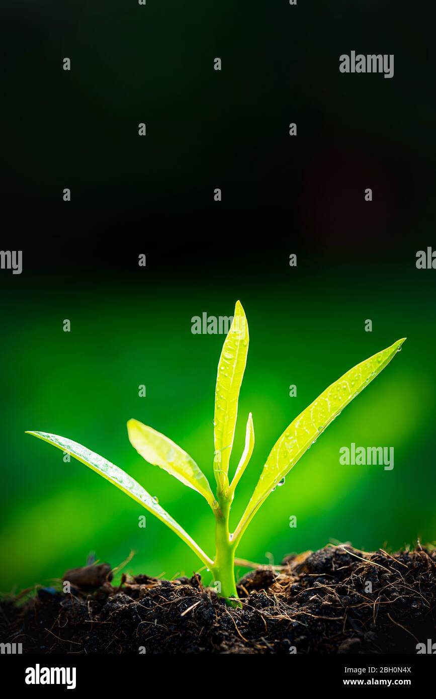 The Sapling are growing from the soil with sunlight Stock Photo - Alamy