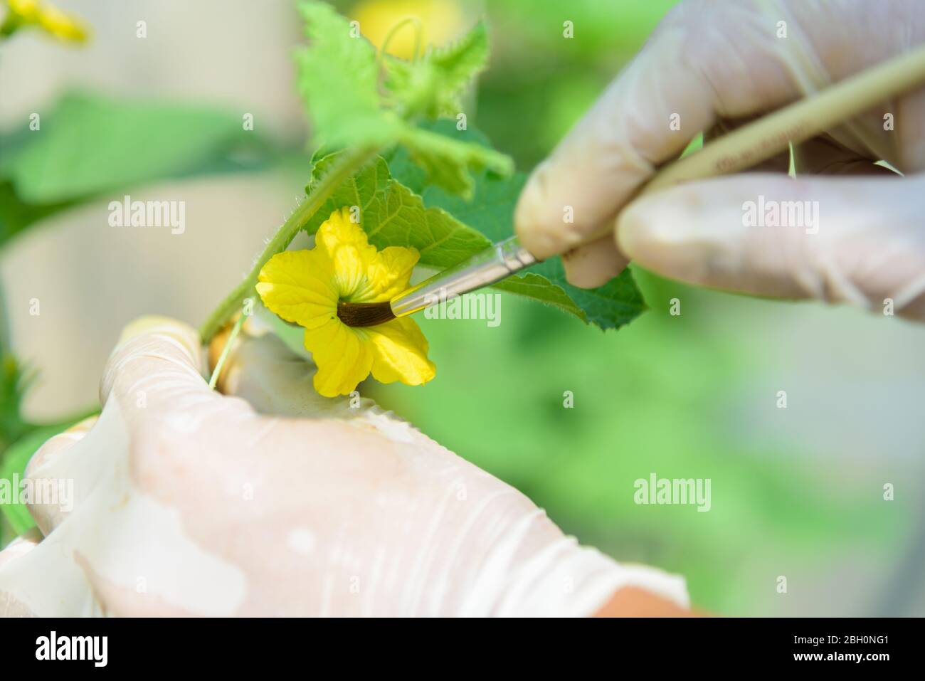Paintbrush pollination hi-res stock photography and images - Alamy