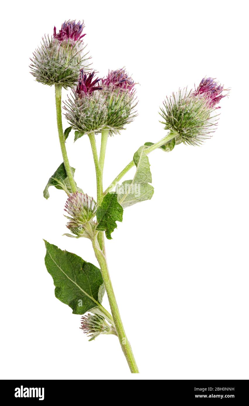 Bur thistle Cut Out Stock Images & Pictures - Alamy