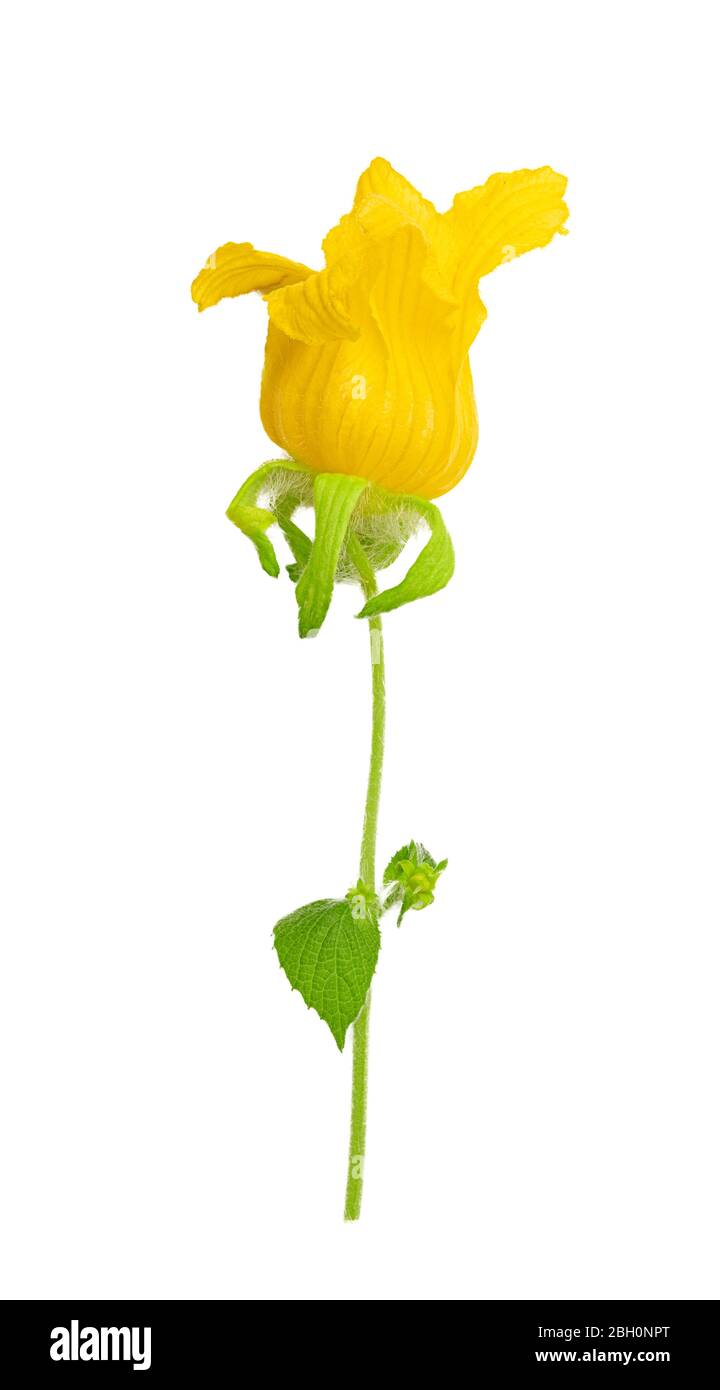 Yellow flower bell isolated on white background Stock Photo - Alamy