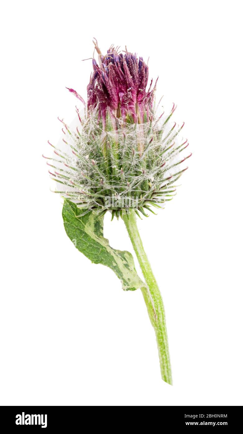 Thistle flower isolated on white background Stock Photo - Alamy