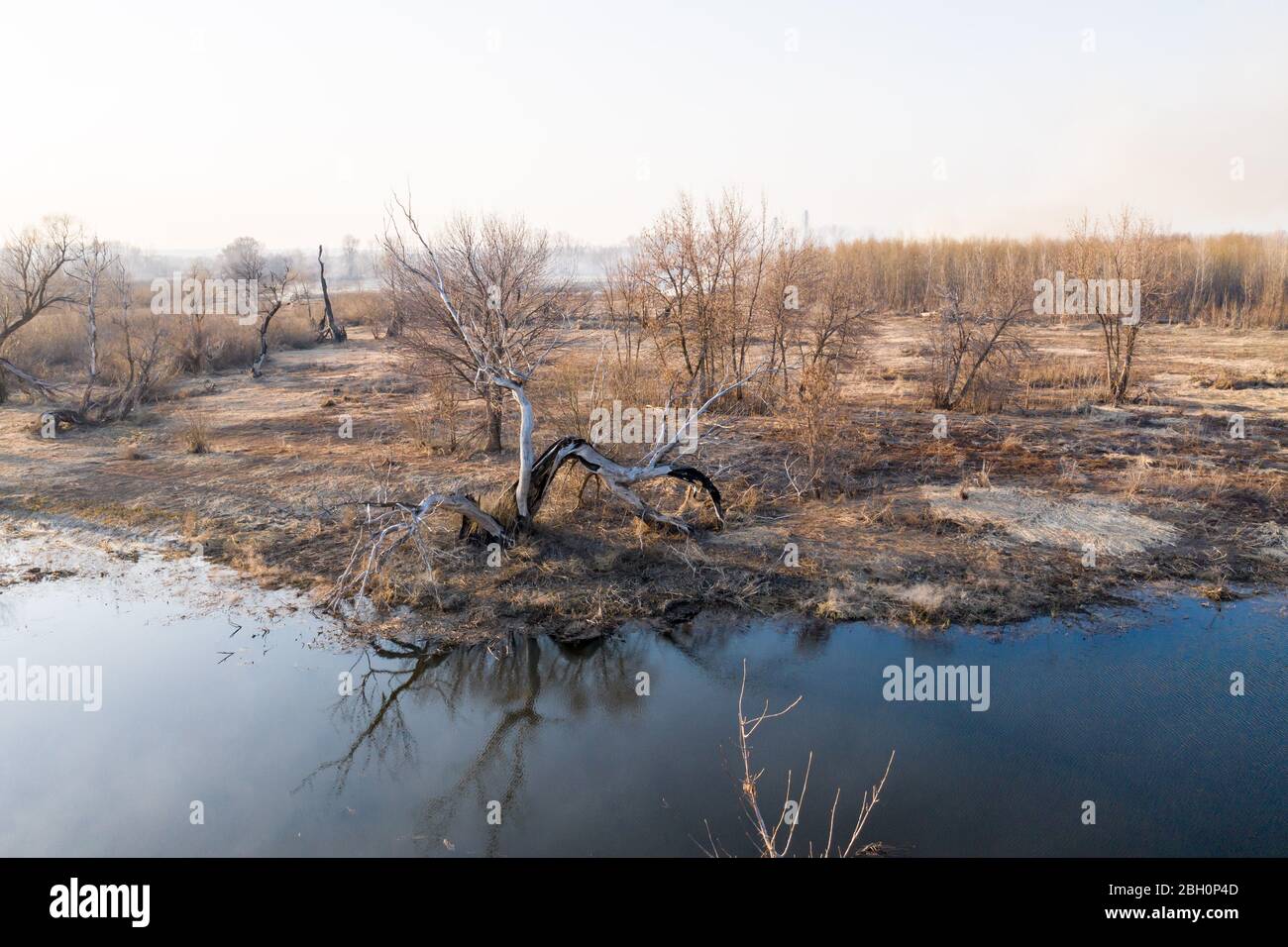 Buried tree trunk hi-res stock photography and images - Alamy