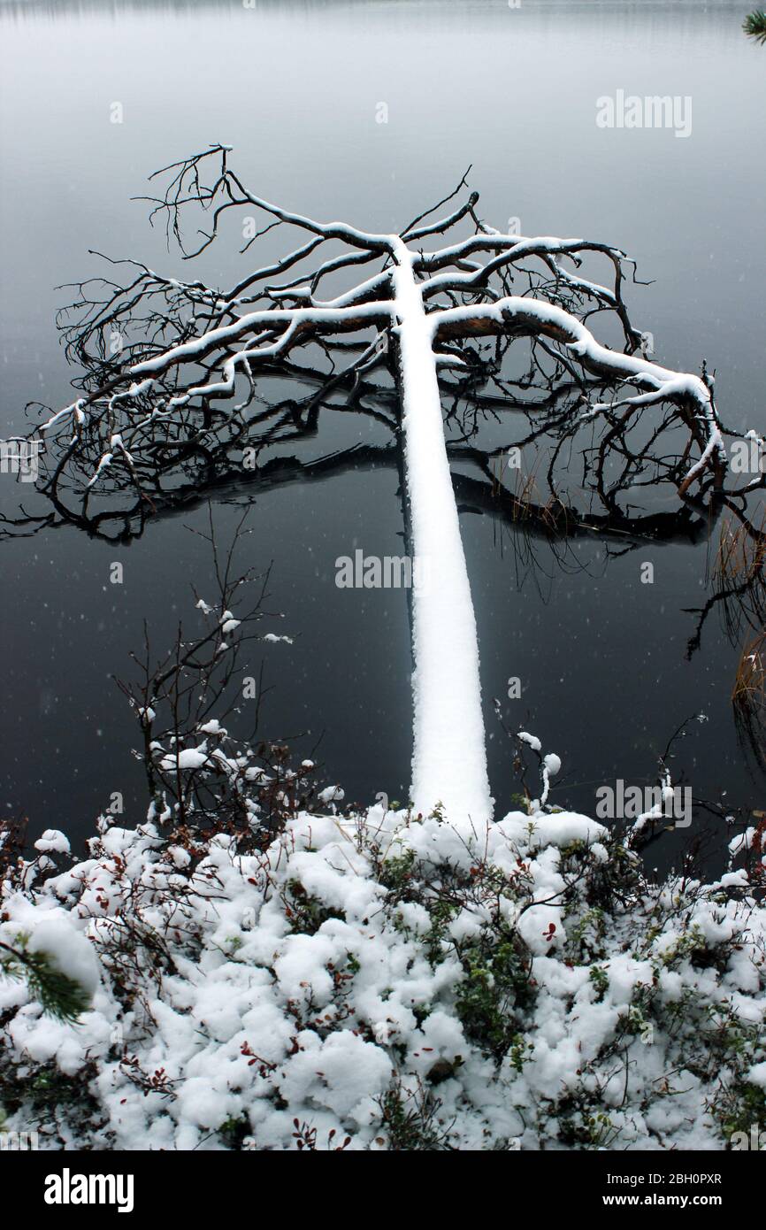 Tree fallen by hi-res stock photography and images - Alamy