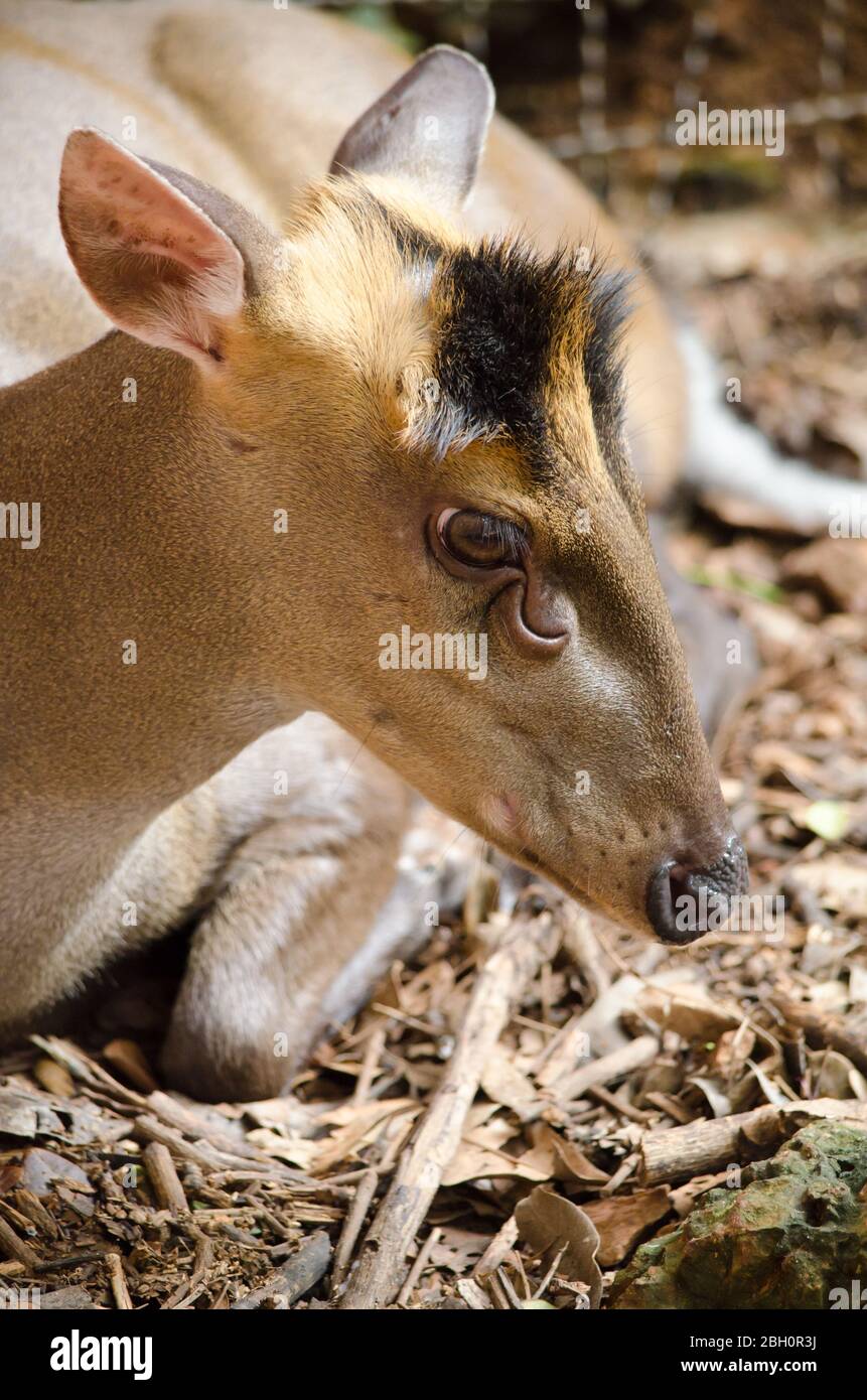 The Fea's Muntjac or Tenasserim muntjac (Muntiacus feae) is a rare ...