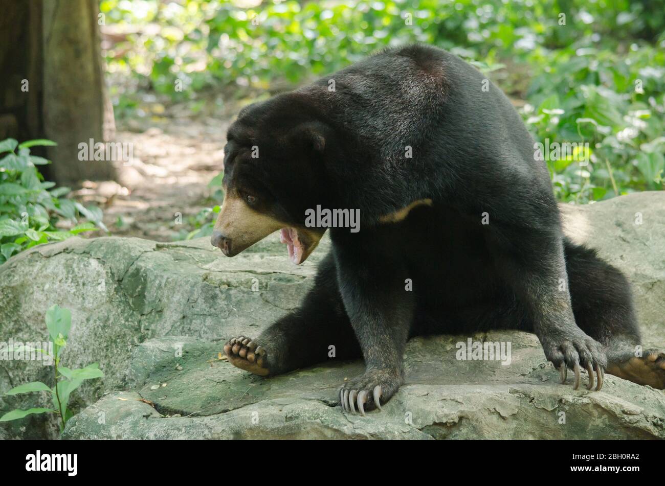malayun sun bear is dangerous species in forest ,thailand and it have ...