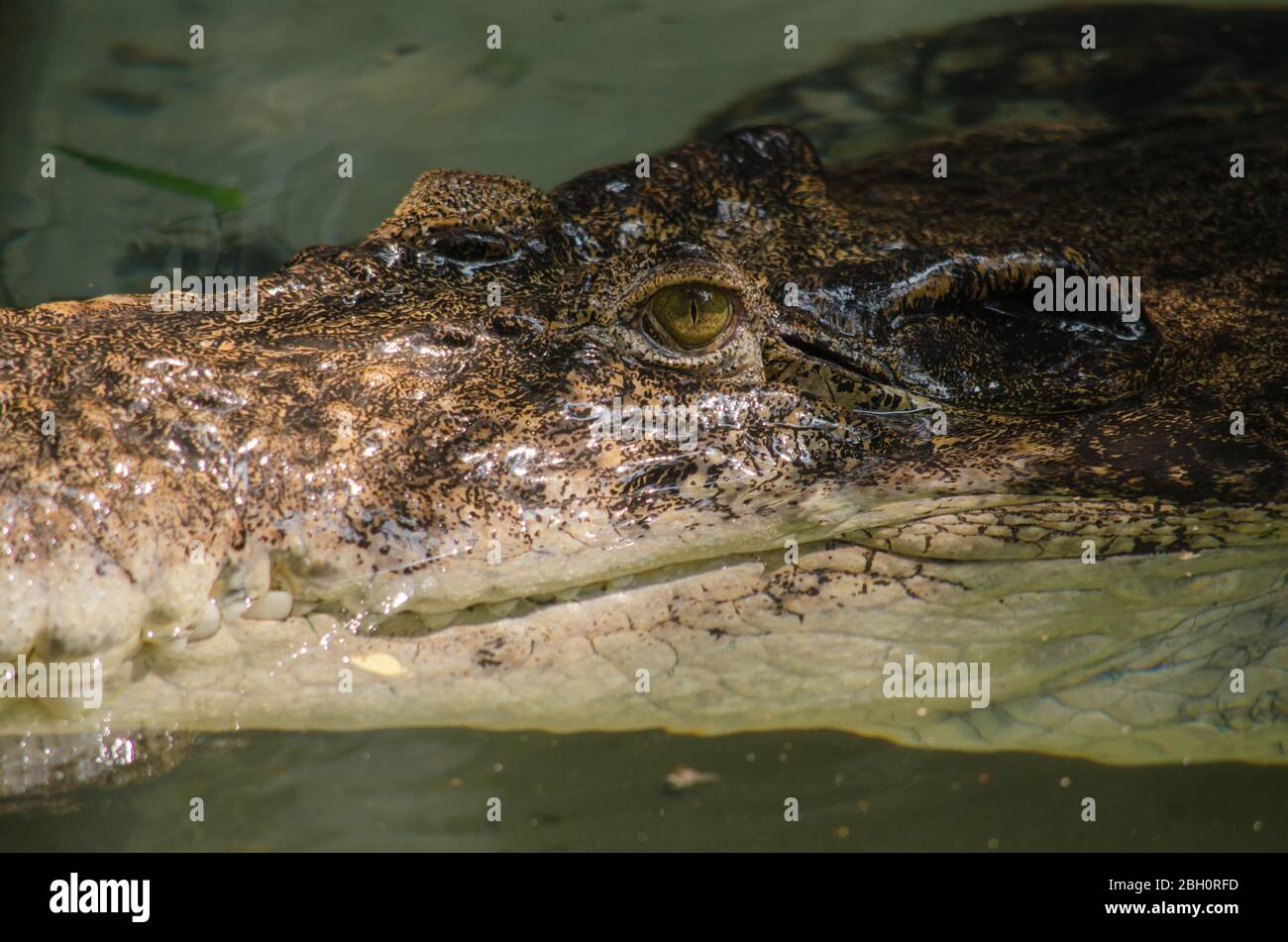 Order crocodilia hi-res stock photography and images - Alamy