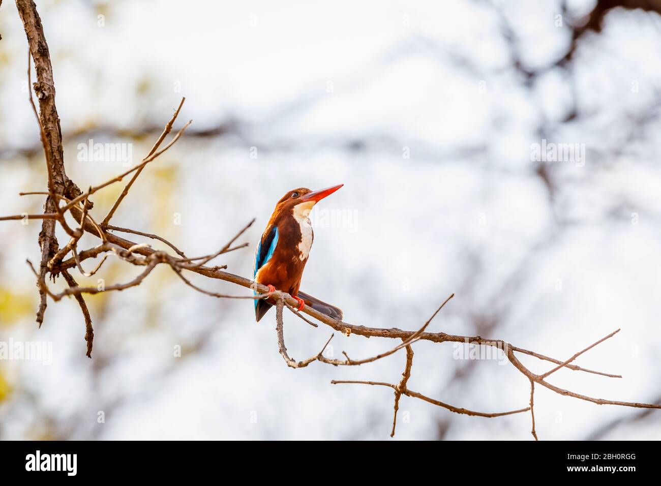 Common indian kingfisher species hi-res stock photography and images ...