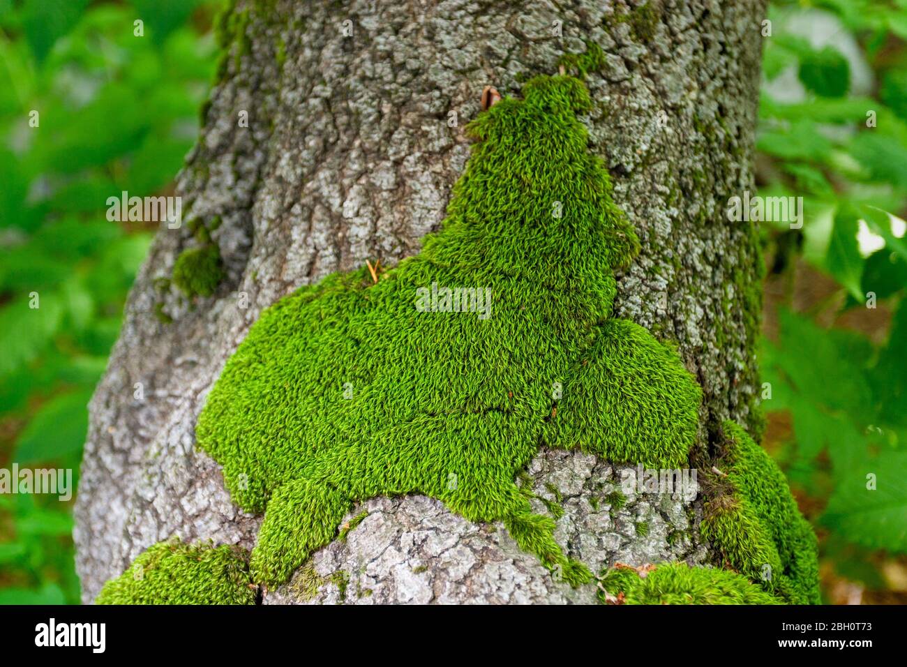The moss on a tree Stock Photo - Alamy