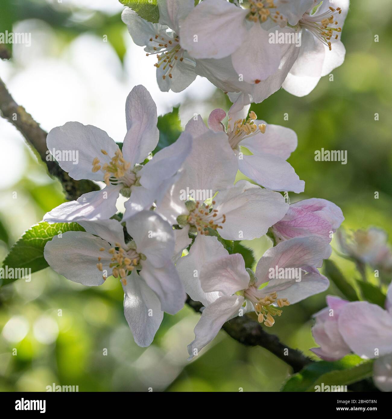 Fruit tree growing in spring garden uk hi-res stock photography and ...