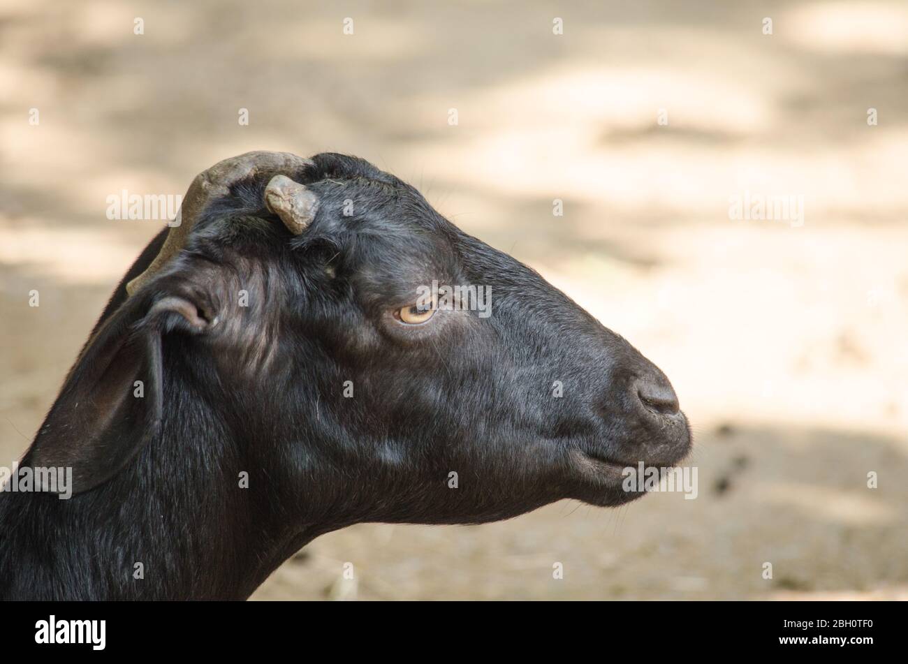 The goat is a member of the family Bovidae and is closely related to ...