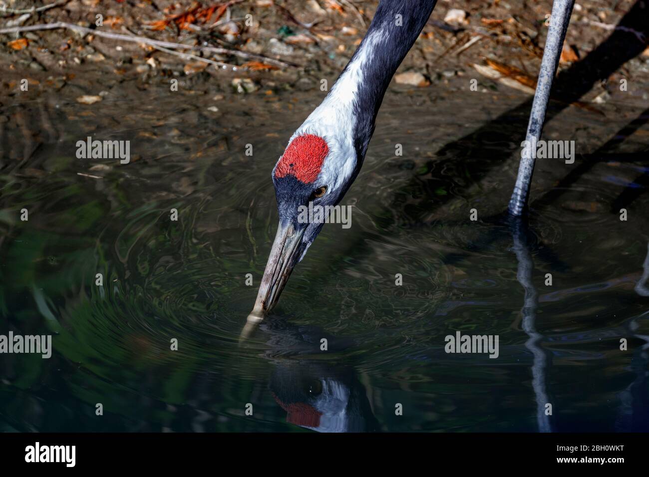 Crane standing in water hi-res stock photography and images - Alamy