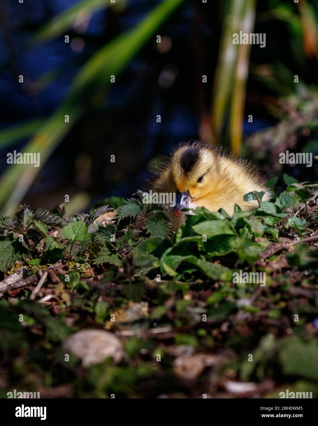 baby chick laying on ground Stock Photo - Alamy