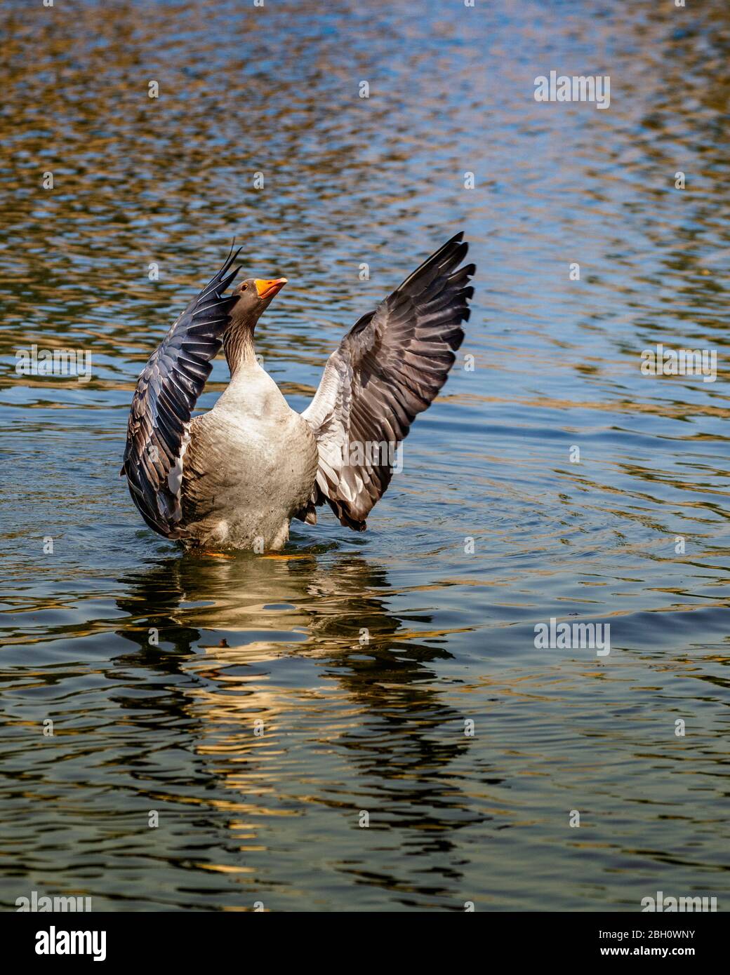 greylag goose on water Stock Photo - Alamy