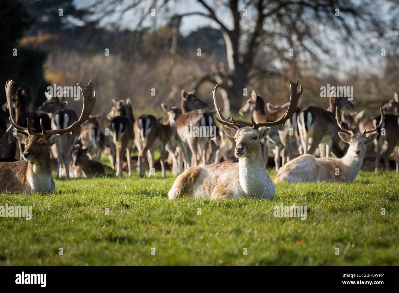 Holkham hall deer hi-res stock photography and images - Alamy