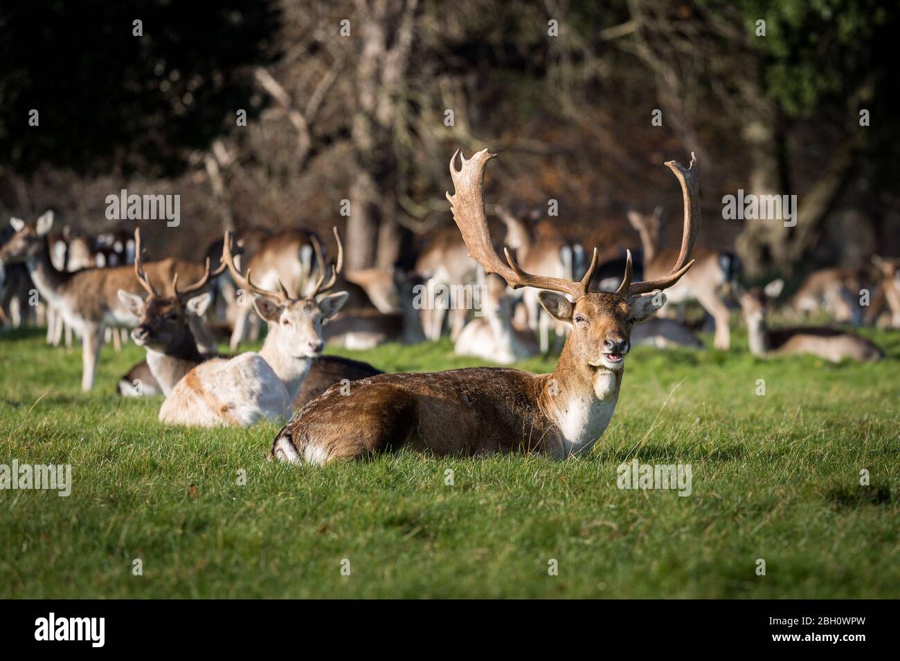 Holkham hall norfolk deer hi-res stock photography and images - Alamy