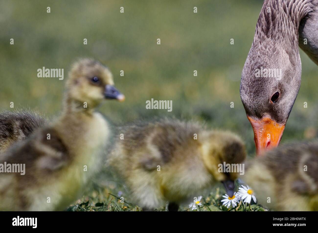 Baby goose image hi-res stock photography and images - Alamy