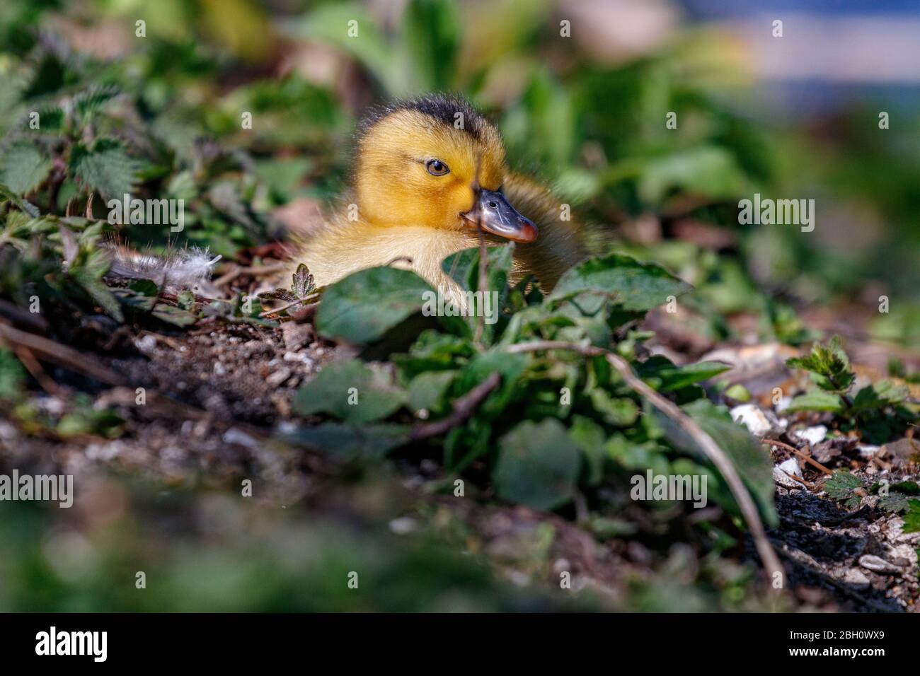 baby chick laying on ground Stock Photo - Alamy