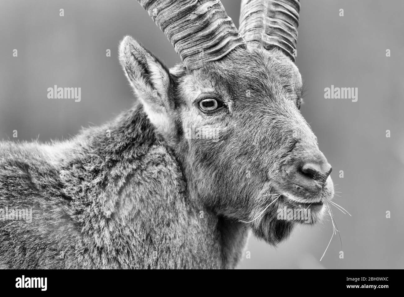Ibex picture Black and White Stock Photos & Images - Alamy