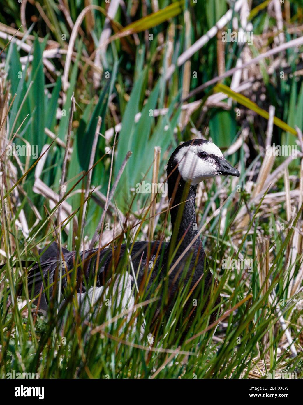 Long neck goose hi-res stock photography and images - Alamy