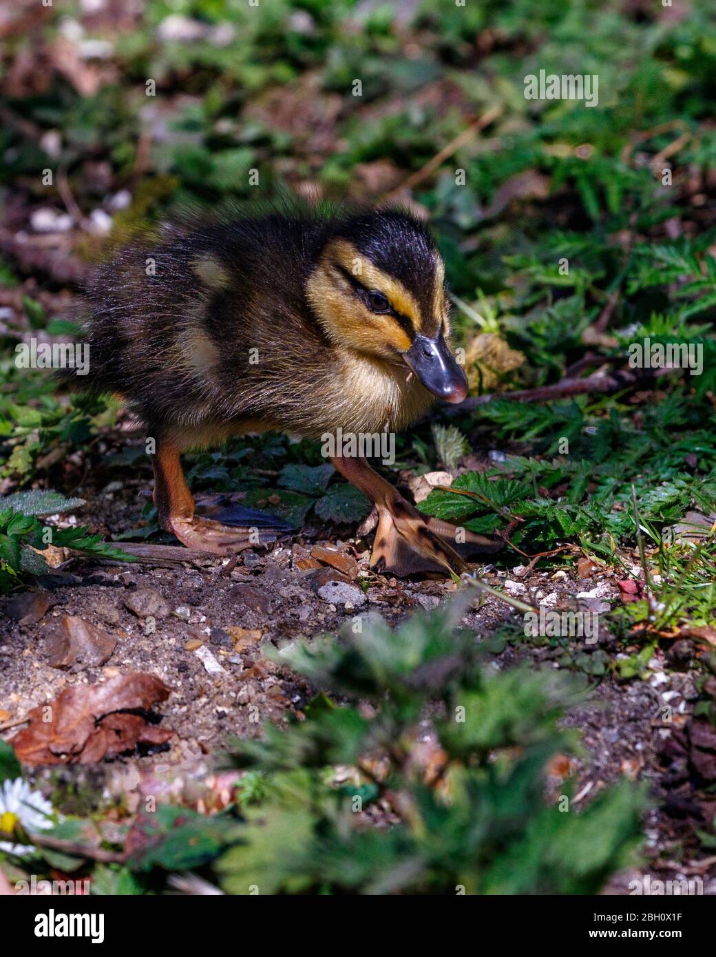 Duck chick hi-res stock photography and images - Alamy