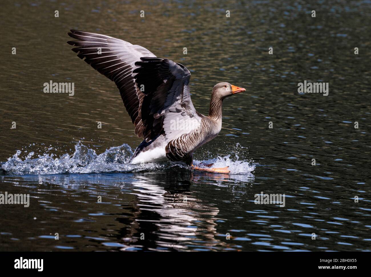 Close up shot goose hi-res stock photography and images - Alamy
