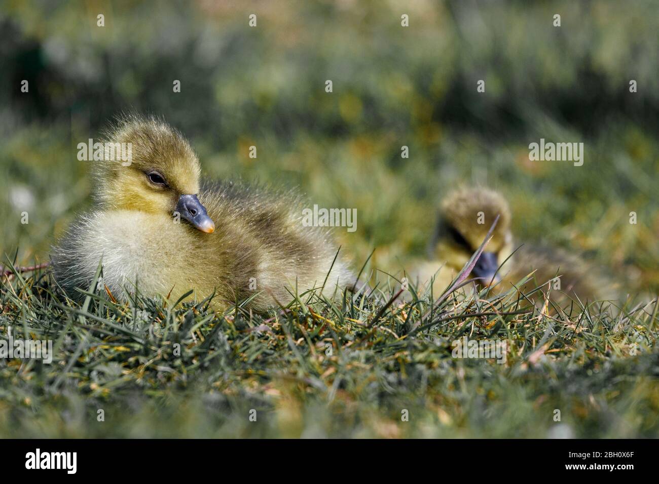 baby goose chicks Stock Photo - Alamy