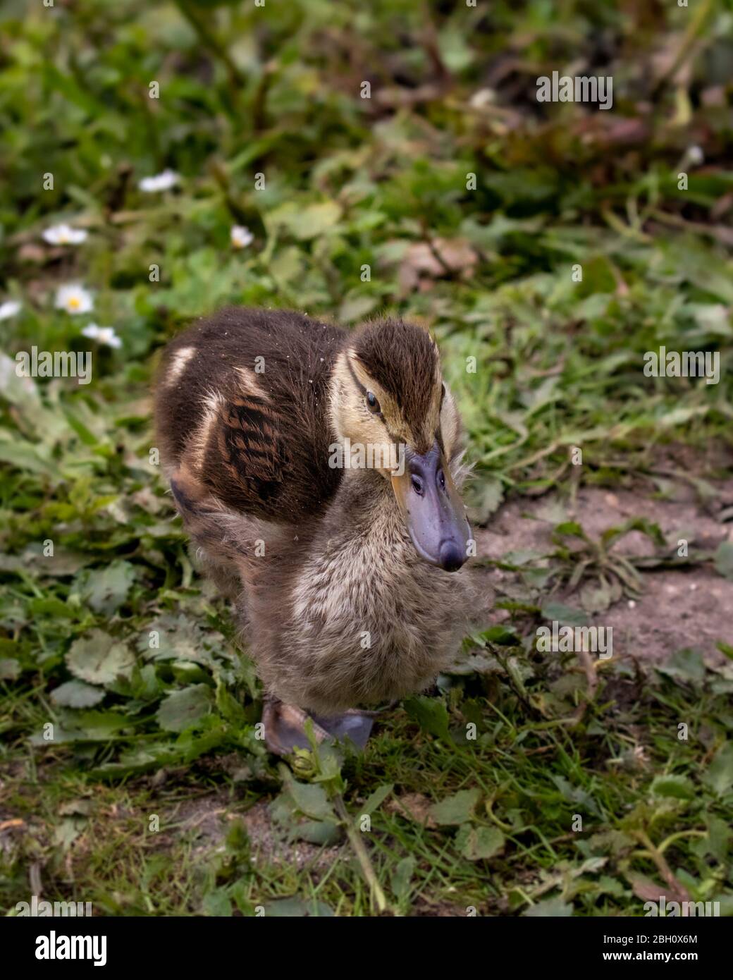 Baby bird hatching hi-res stock photography and images - Alamy