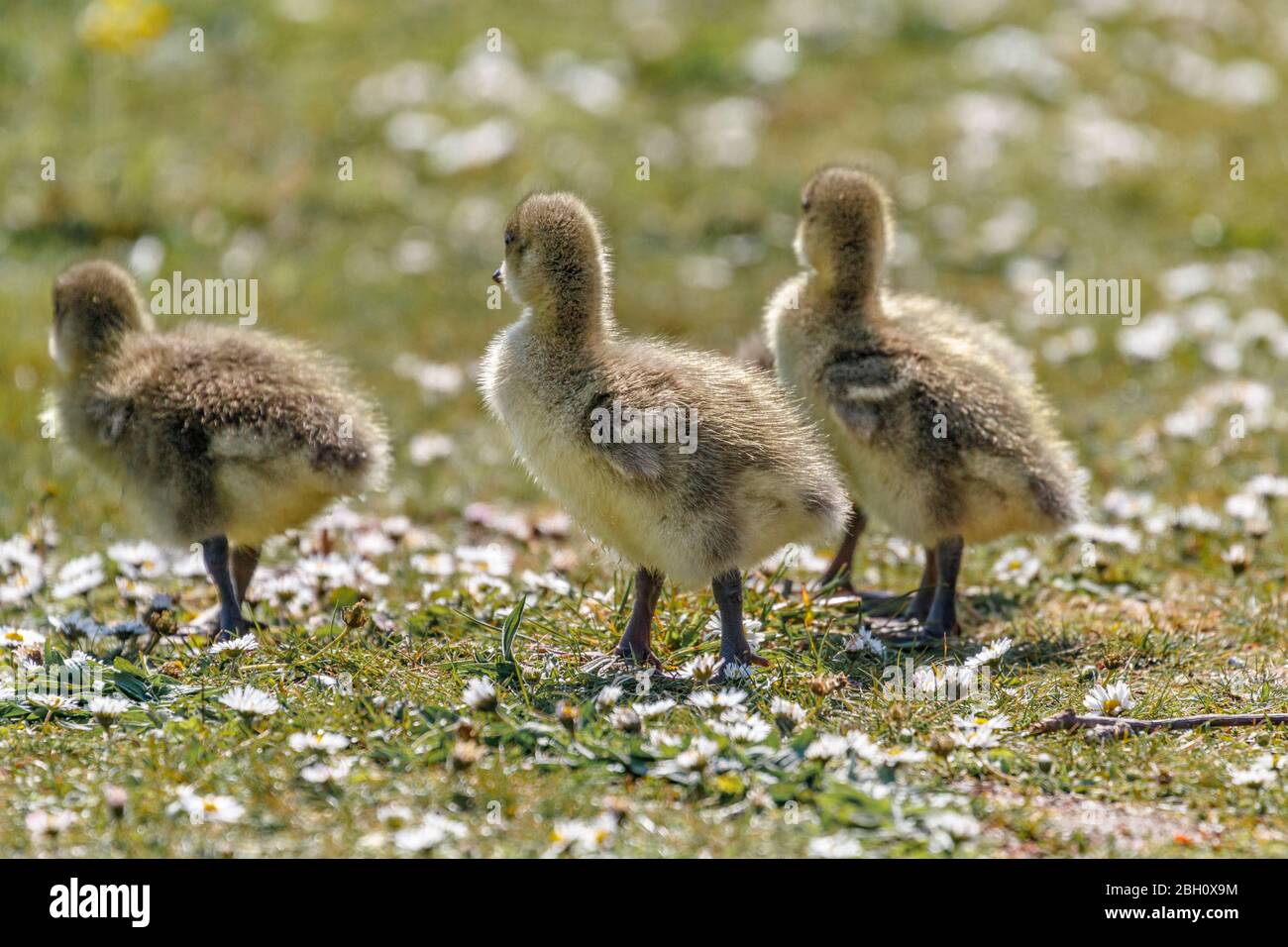 baby goose chicks Stock Photo - Alamy