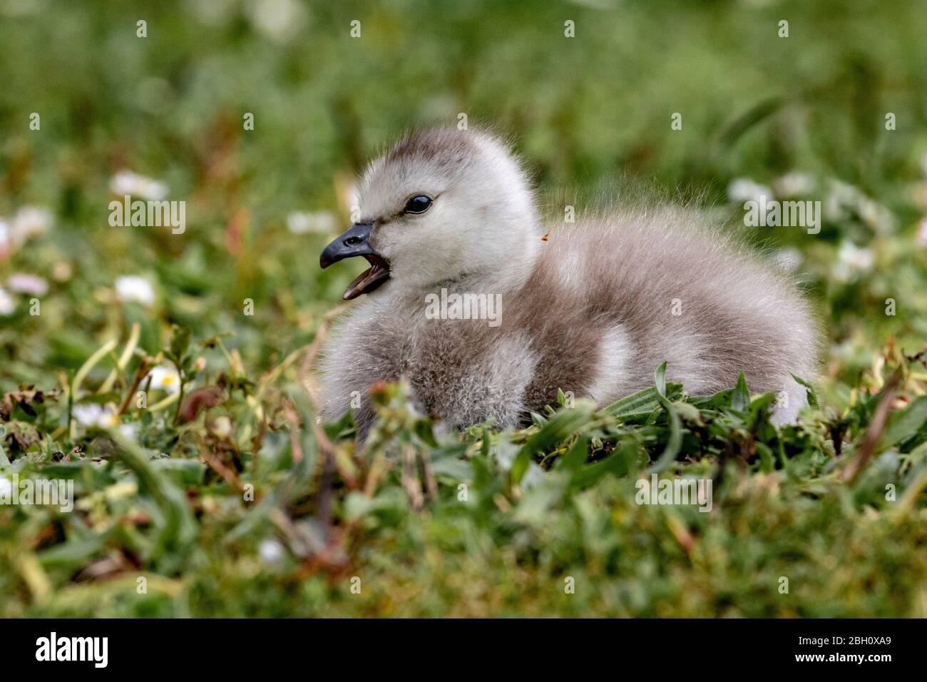 baby goose chicks laying down Stock Photo - Alamy