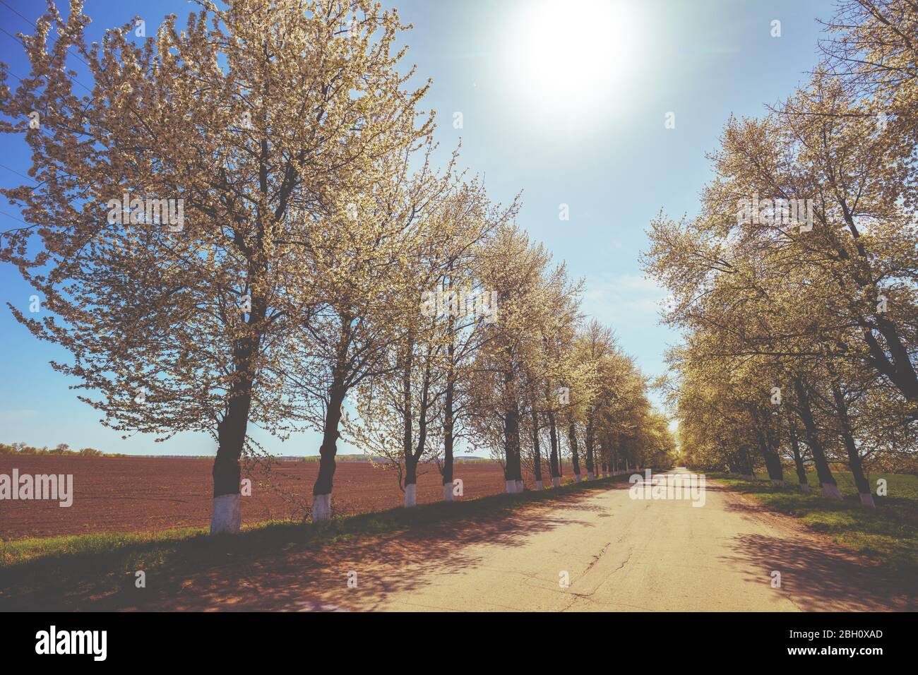 Country road on a spring sunny day Stock Photo - Alamy