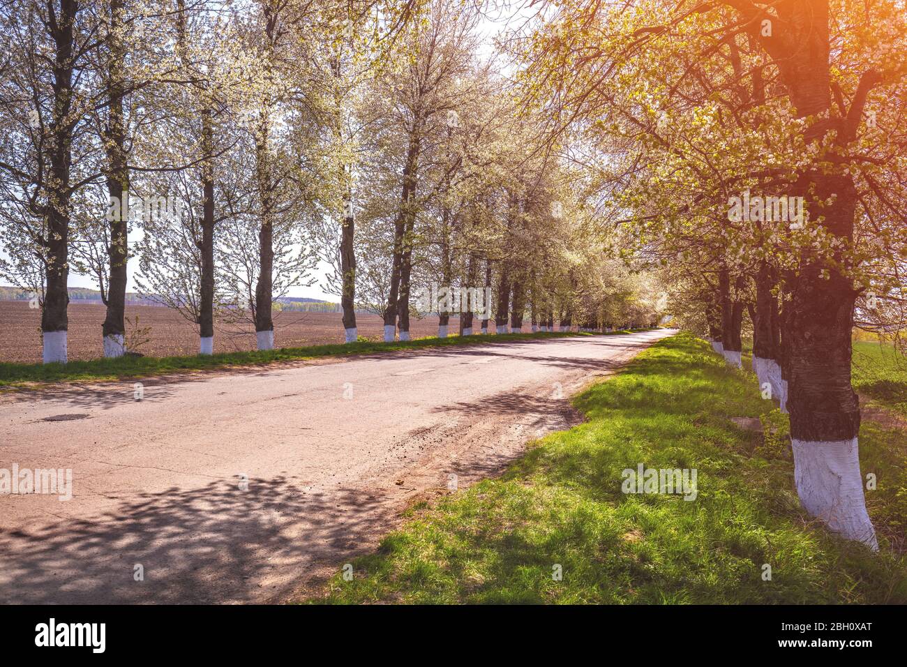 Country road on a spring sunny day Stock Photo - Alamy