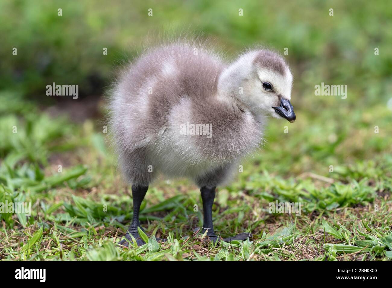 baby goose chicks Stock Photo - Alamy