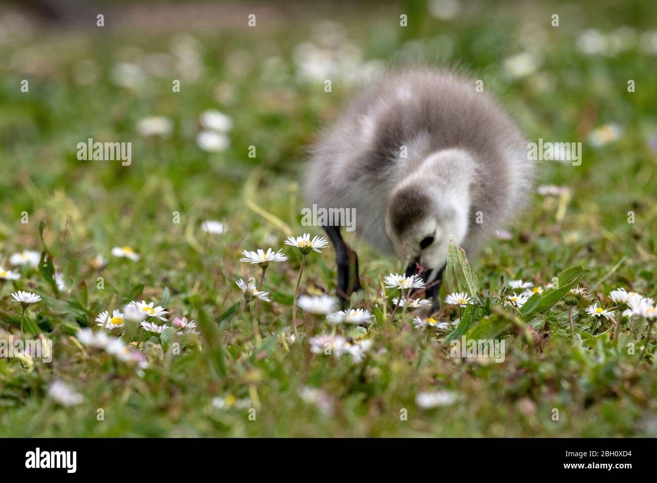 baby goose chicks Stock Photo - Alamy