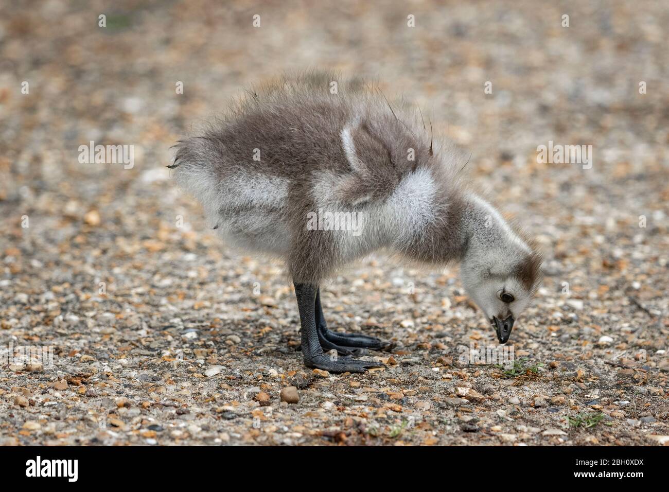 baby goose chicks Stock Photo - Alamy