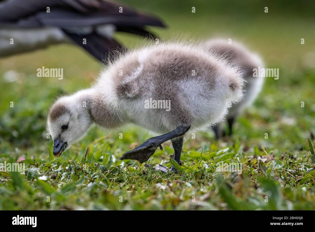 baby goose chicks Stock Photo - Alamy