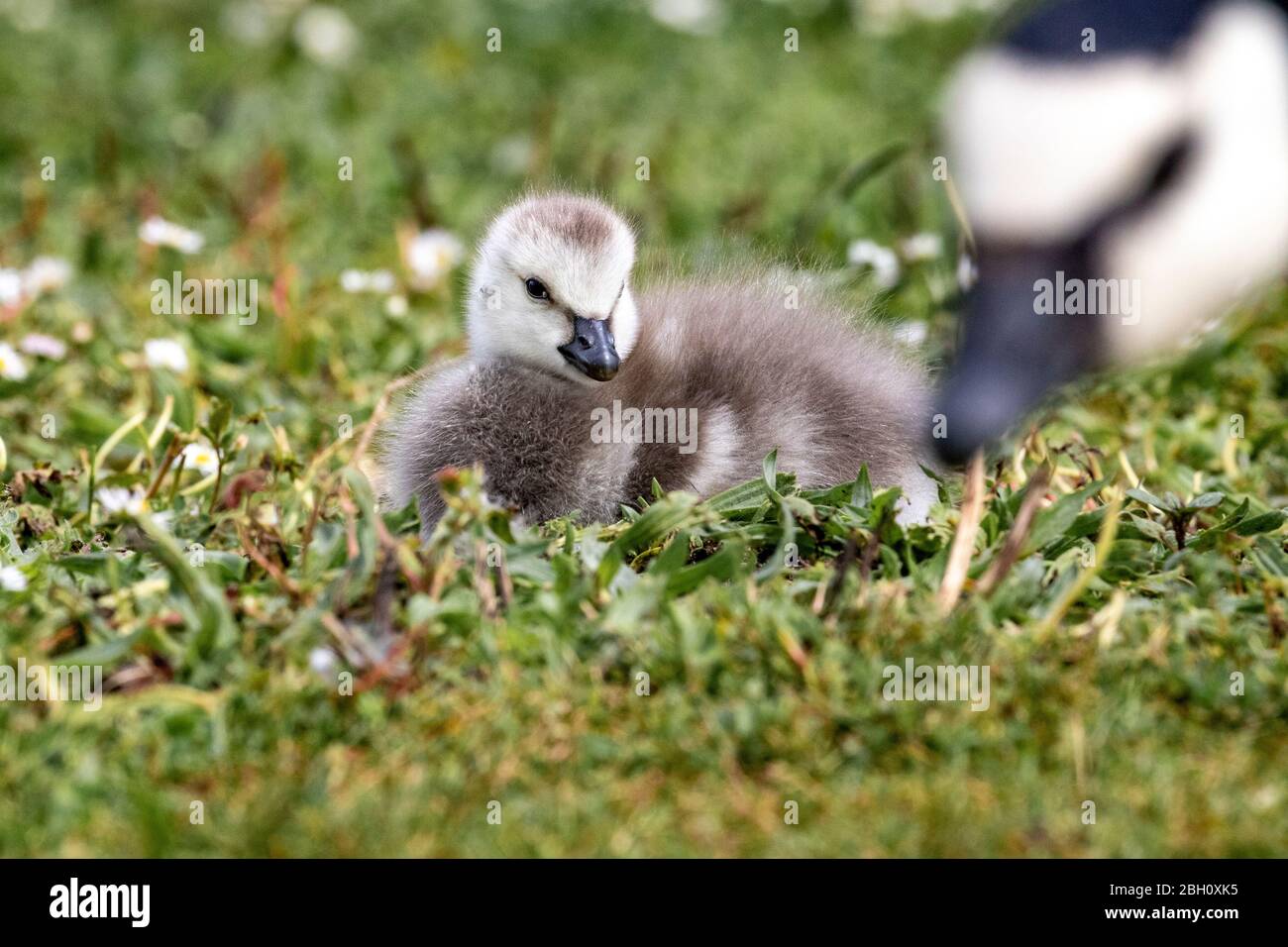 baby goose chicks with mum Stock Photo - Alamy