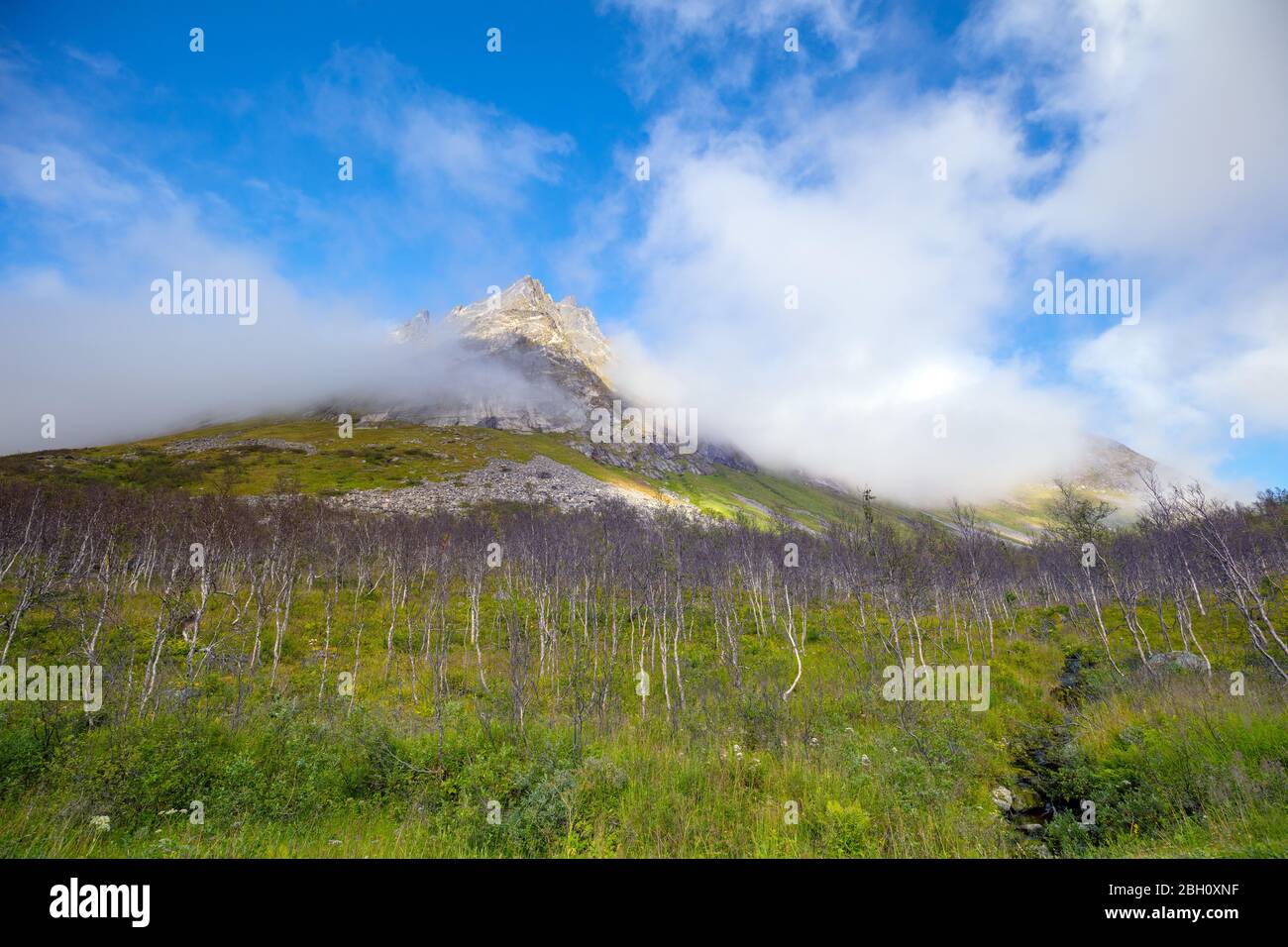 Silhouette of a birch hi-res stock photography and images - Alamy