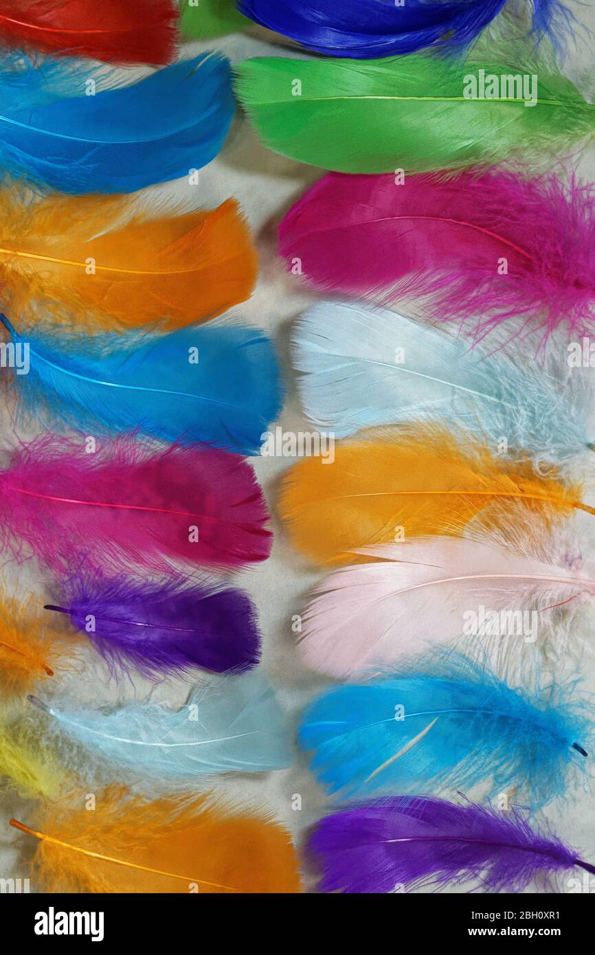 Feathers images hi-res stock photography and images - Alamy