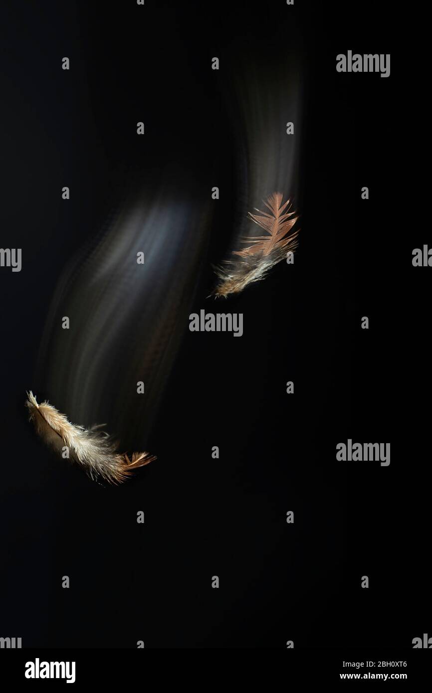 feather falling light trail black background Stock Photo - Alamy