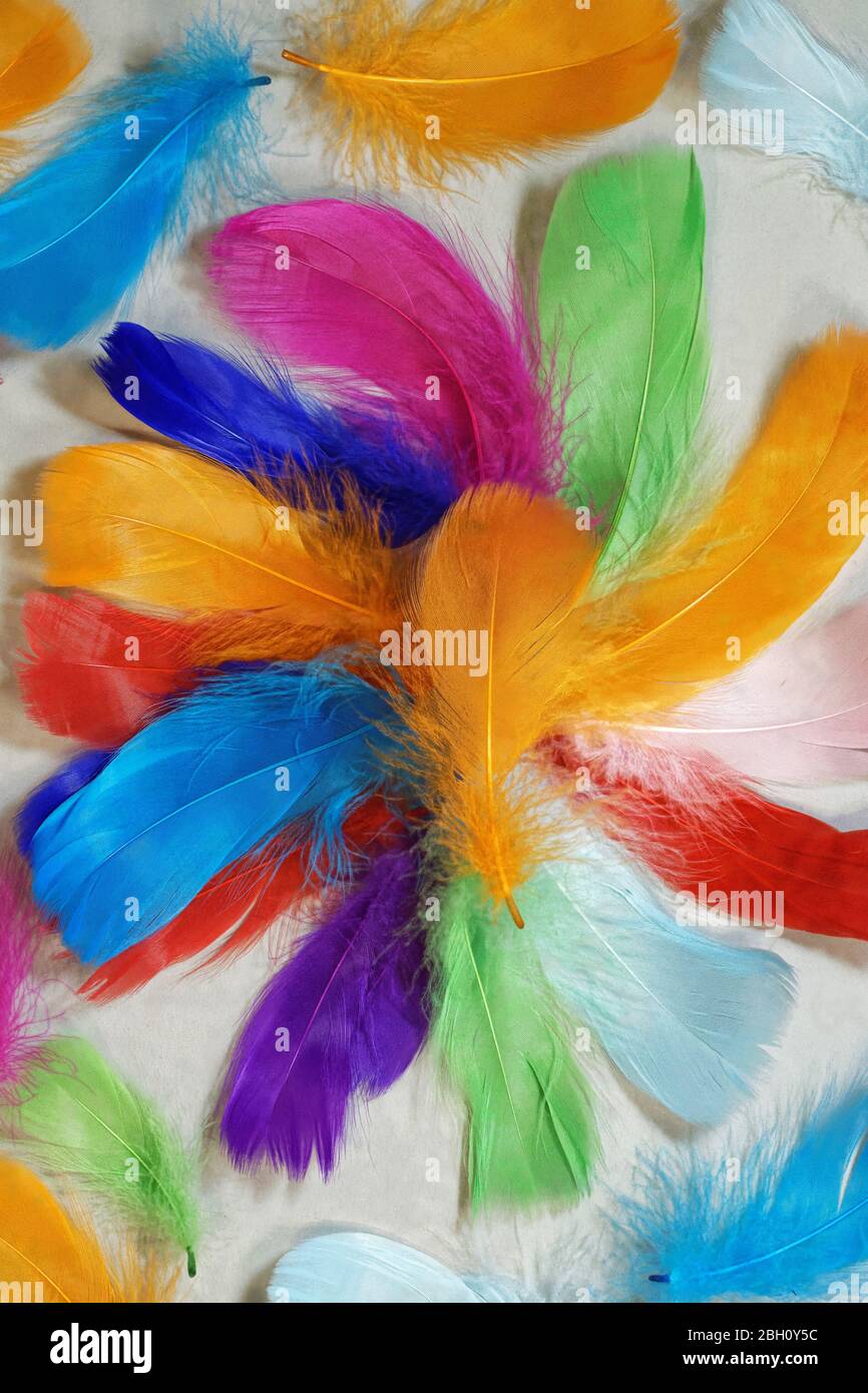 Feathers images hi-res stock photography and images - Alamy