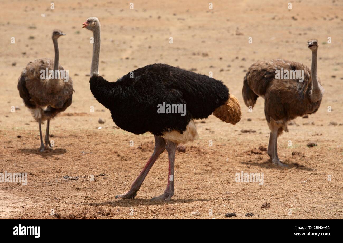Ostrich males and females Stock Photo - Alamy