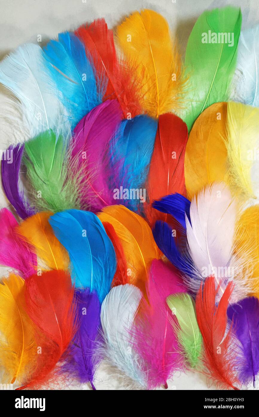 Feathers images hi-res stock photography and images - Alamy