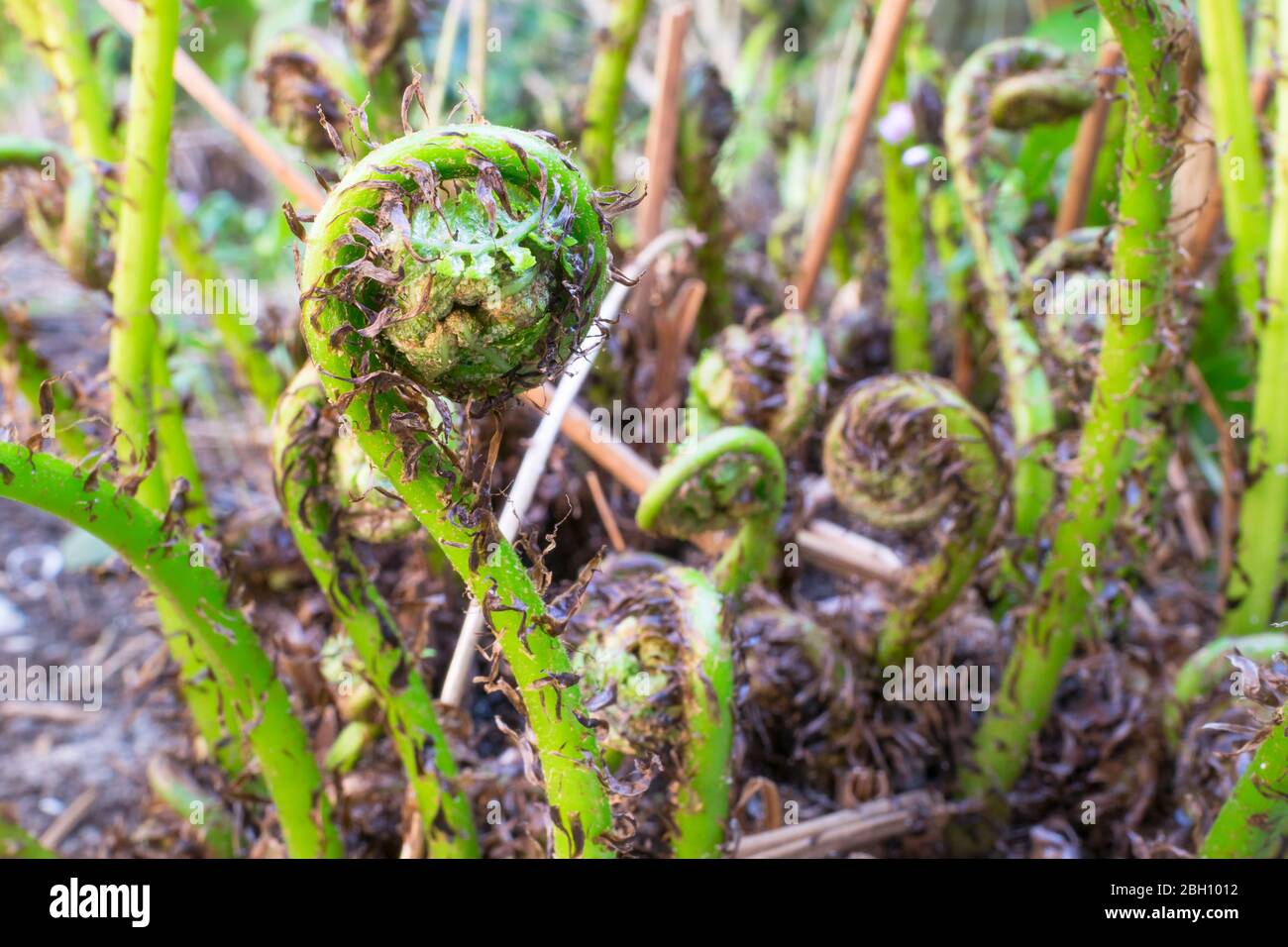 Fern plant unfolds when it grows upwards from the forest floor. Spiral ...