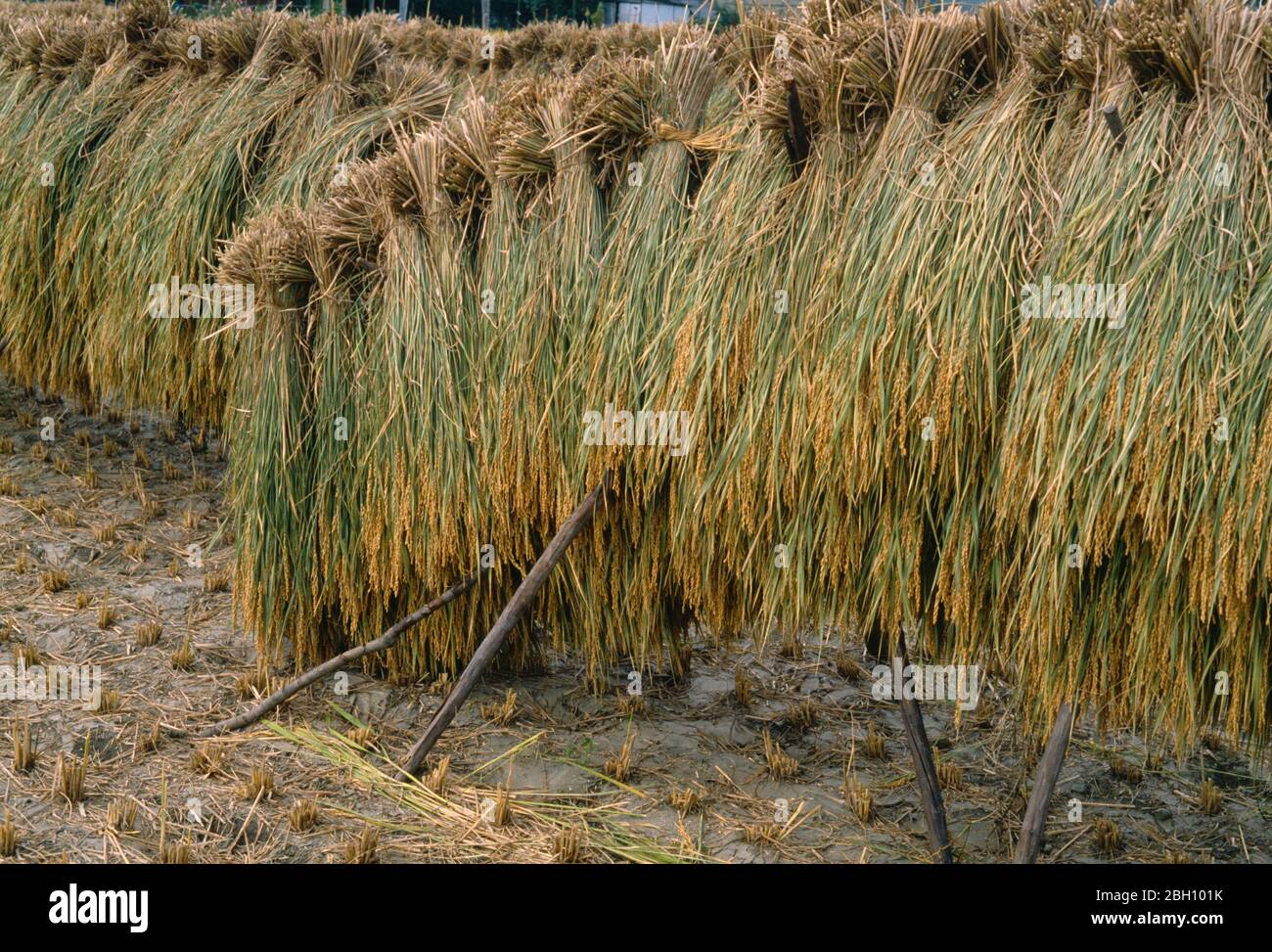 Japan, Honshu, Near Kyoto, Rice drying on racks Stock Photo - Alamy