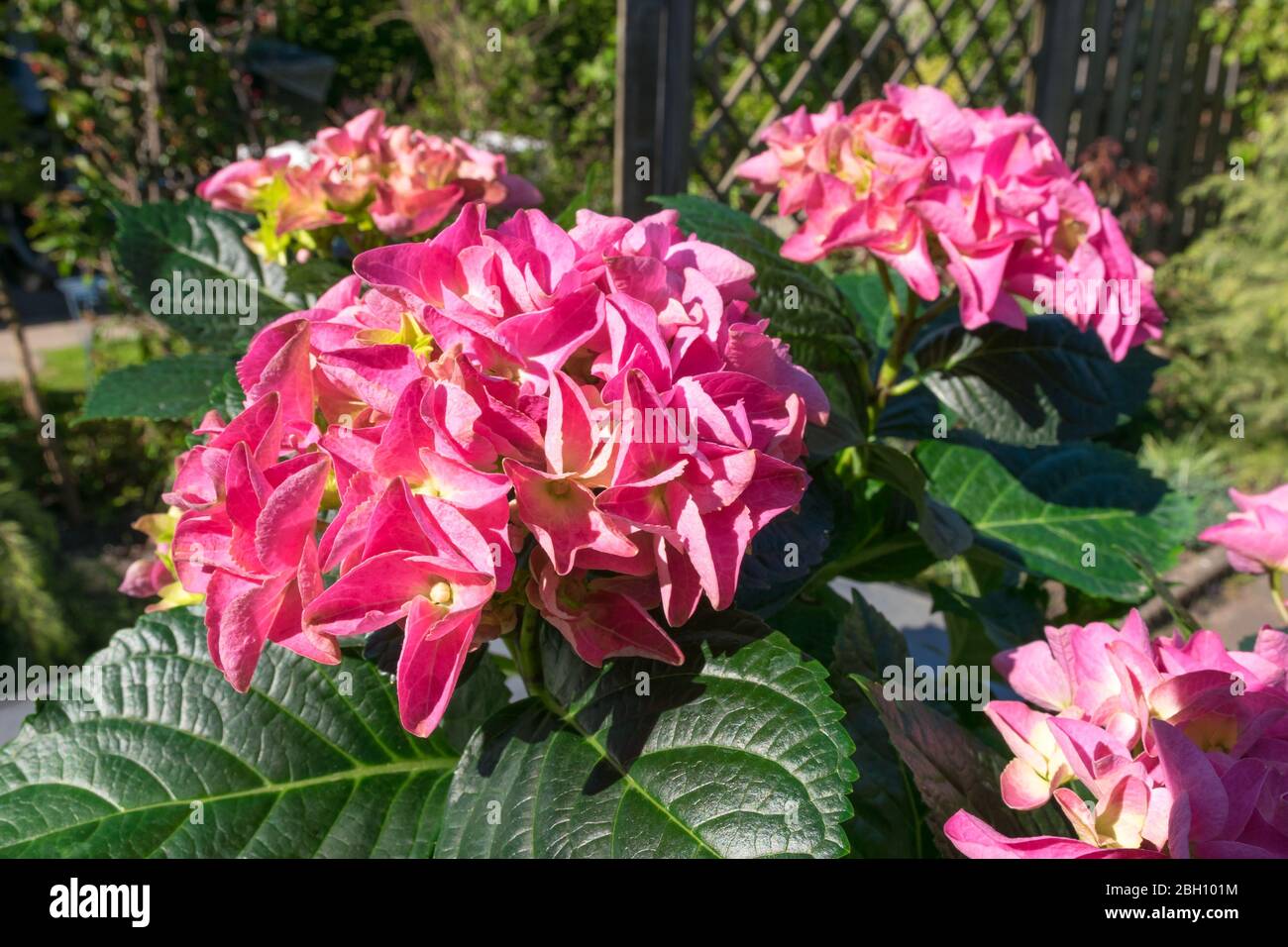 Vibrant pink flowering Hortensia (Hydrangea macrophylla) in a garden Stock Photo - Alamy