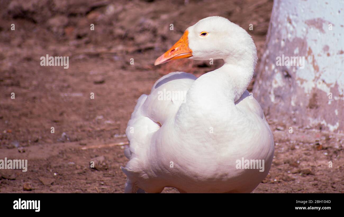 White Duck goose resting Stock Photo - Alamy